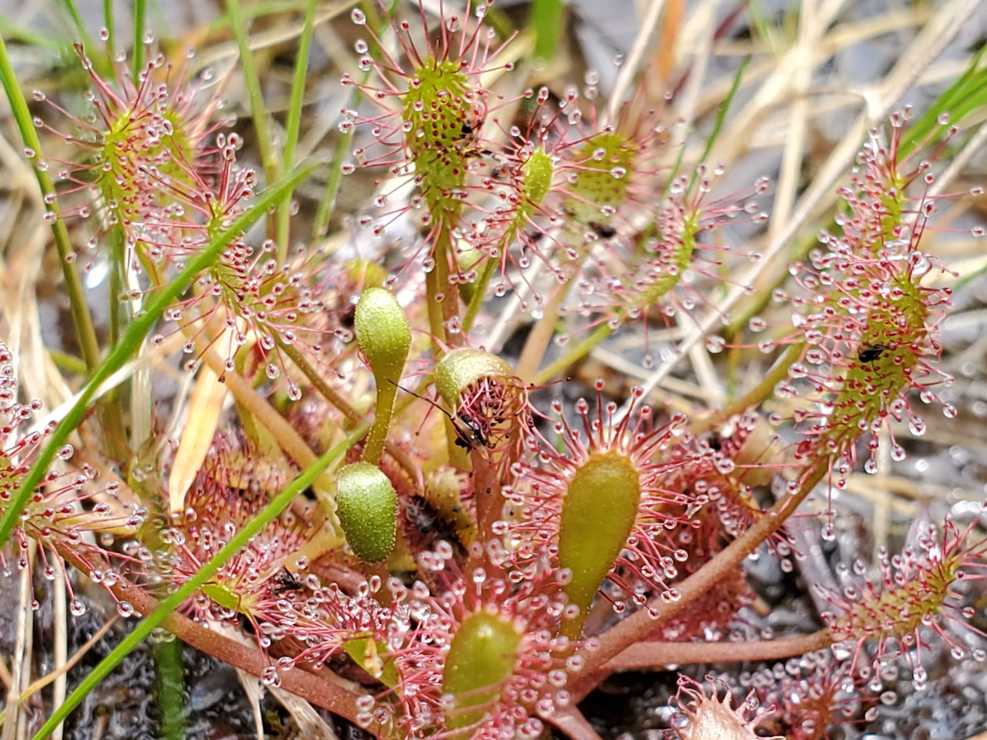 Naturalist Trip - Pacific Crest Trail: Snoqualmie Pass to Windy Pass ...
