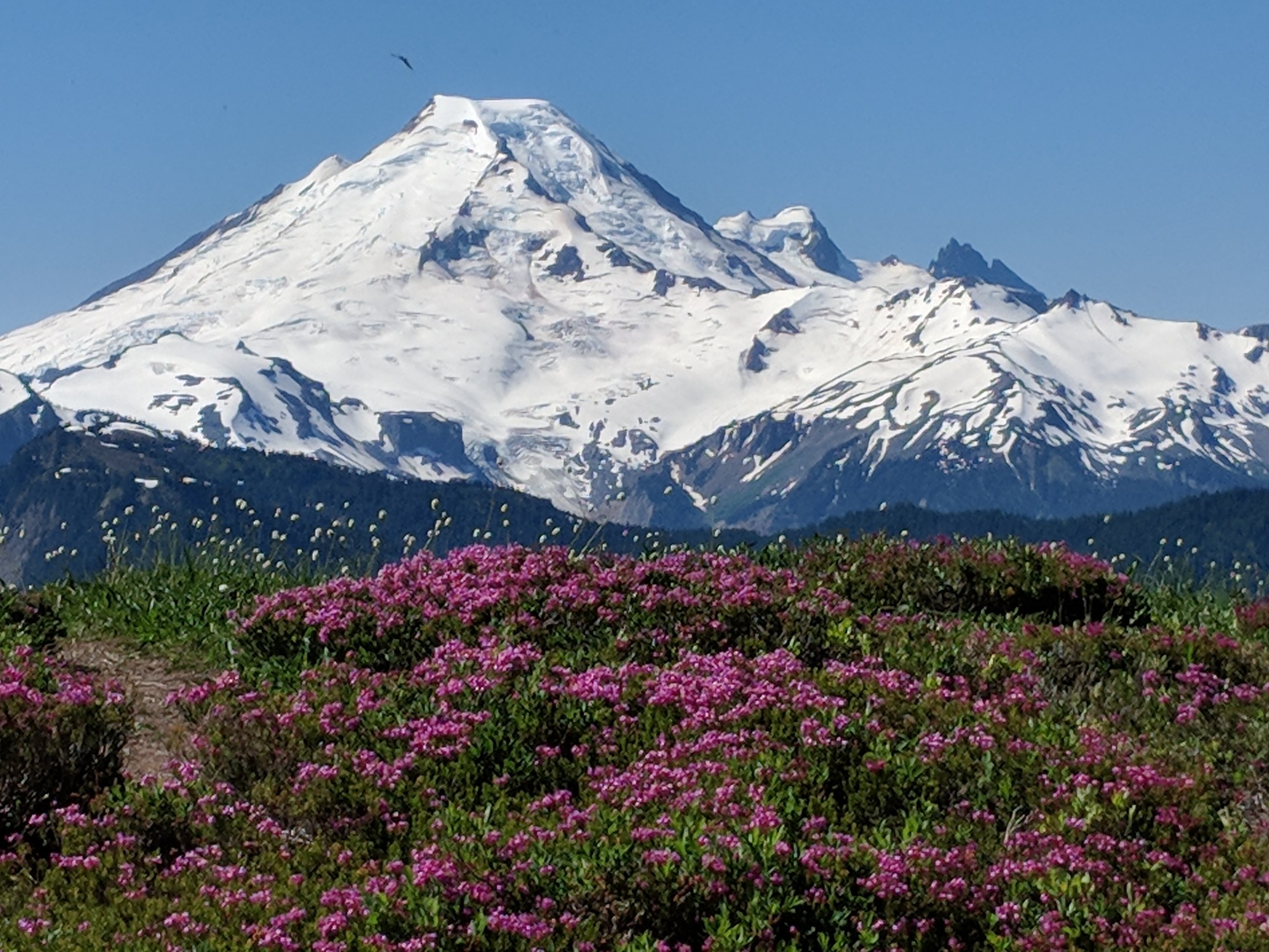 Alpine Scramble - Fossil Mountain — The Mountaineers
