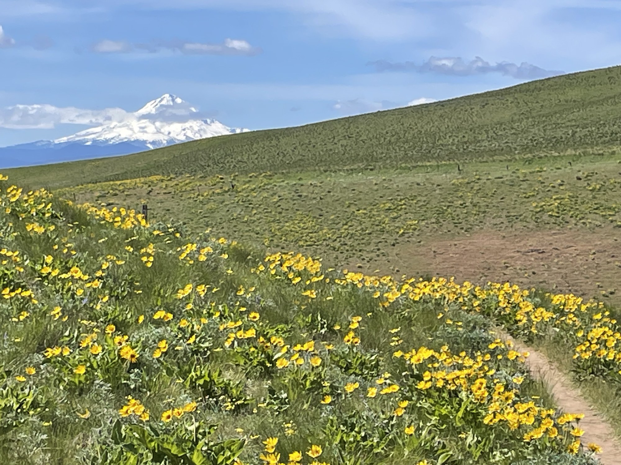 Backcountry Trail Run - Columbia Hills State Park — The Mountaineers