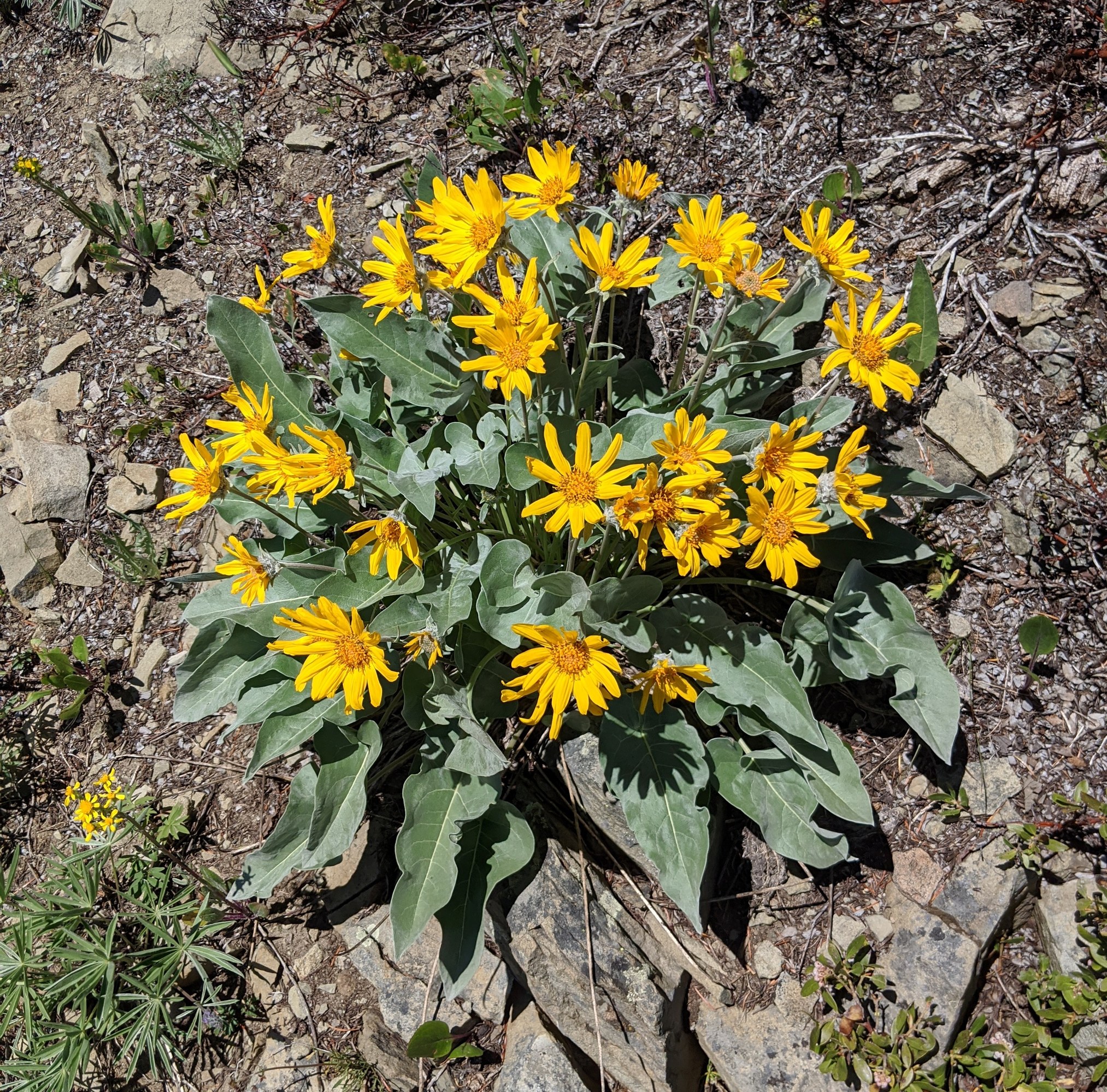 Backpack - Ancient Lake — The Mountaineers