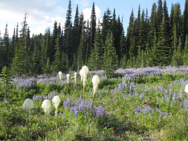 Backpack - Lily Basin, Snowgrass Flat, Cispus Basin & Elk Pass — The ...