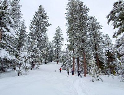Basic Snowshoe - Swauk Forest Discovery Trail — The Mountaineers