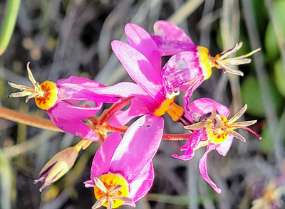 Day Hike - Ancient Lakes and the Columbia River — The Mountaineers