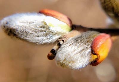 Day Hike - Bear Ridge Trail — The Mountaineers