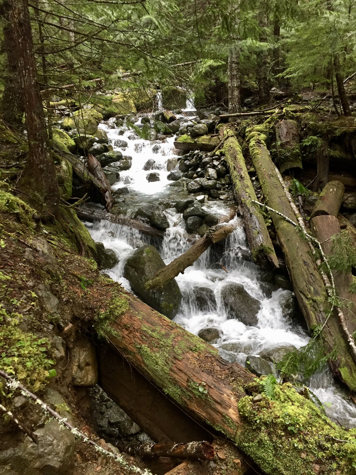 Day Hike - Big Creek Loop — The Mountaineers