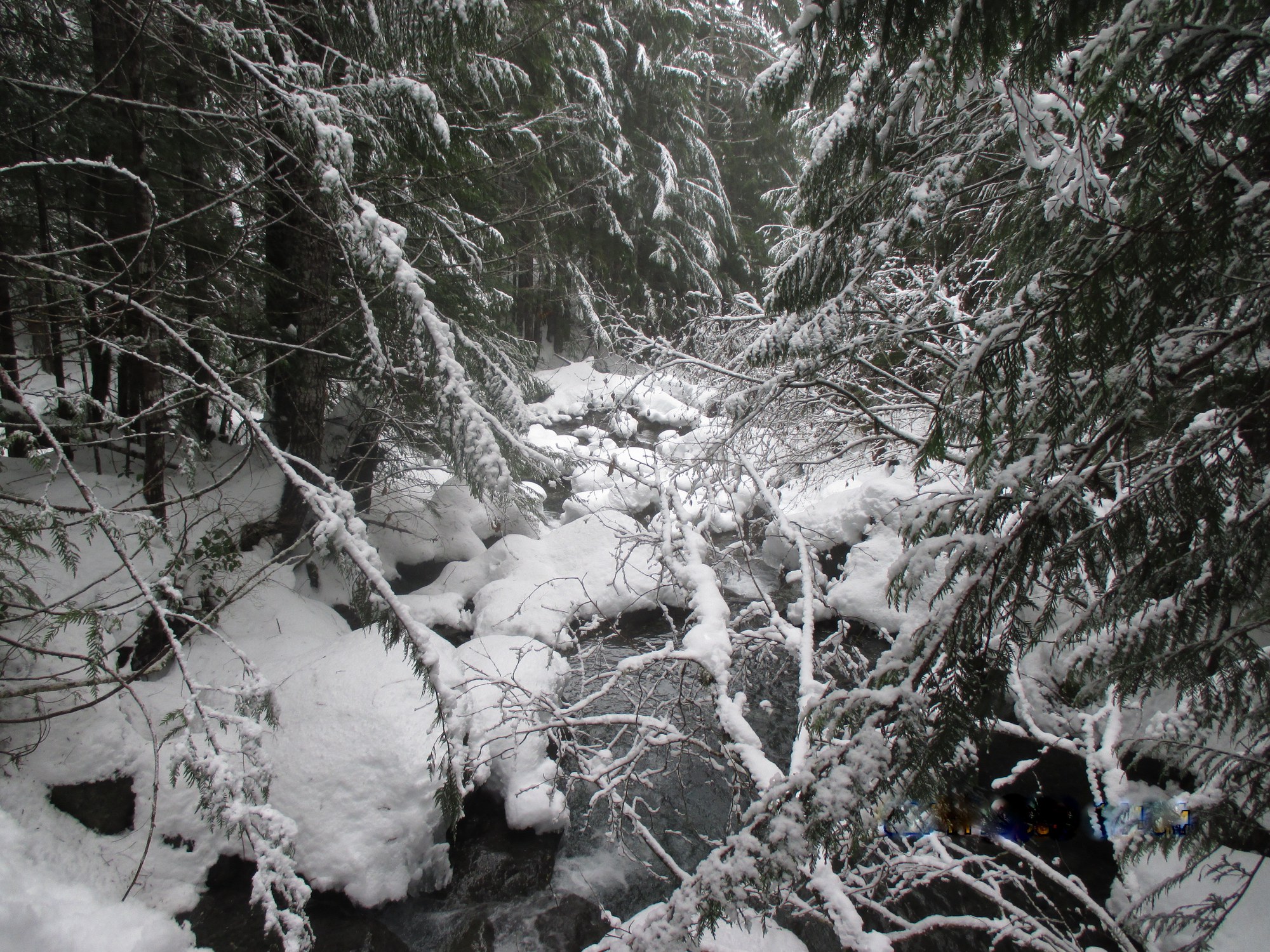 Day Hike - Big Creek Loop — The Mountaineers