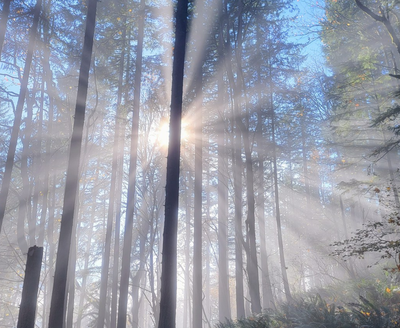 Day Hike - Big Tree Ridge — The Mountaineers