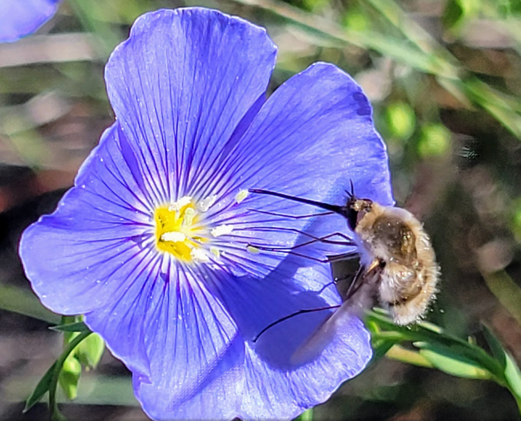 Day Hike - Black Canyon (Umtanum Ridge) — The Mountaineers
