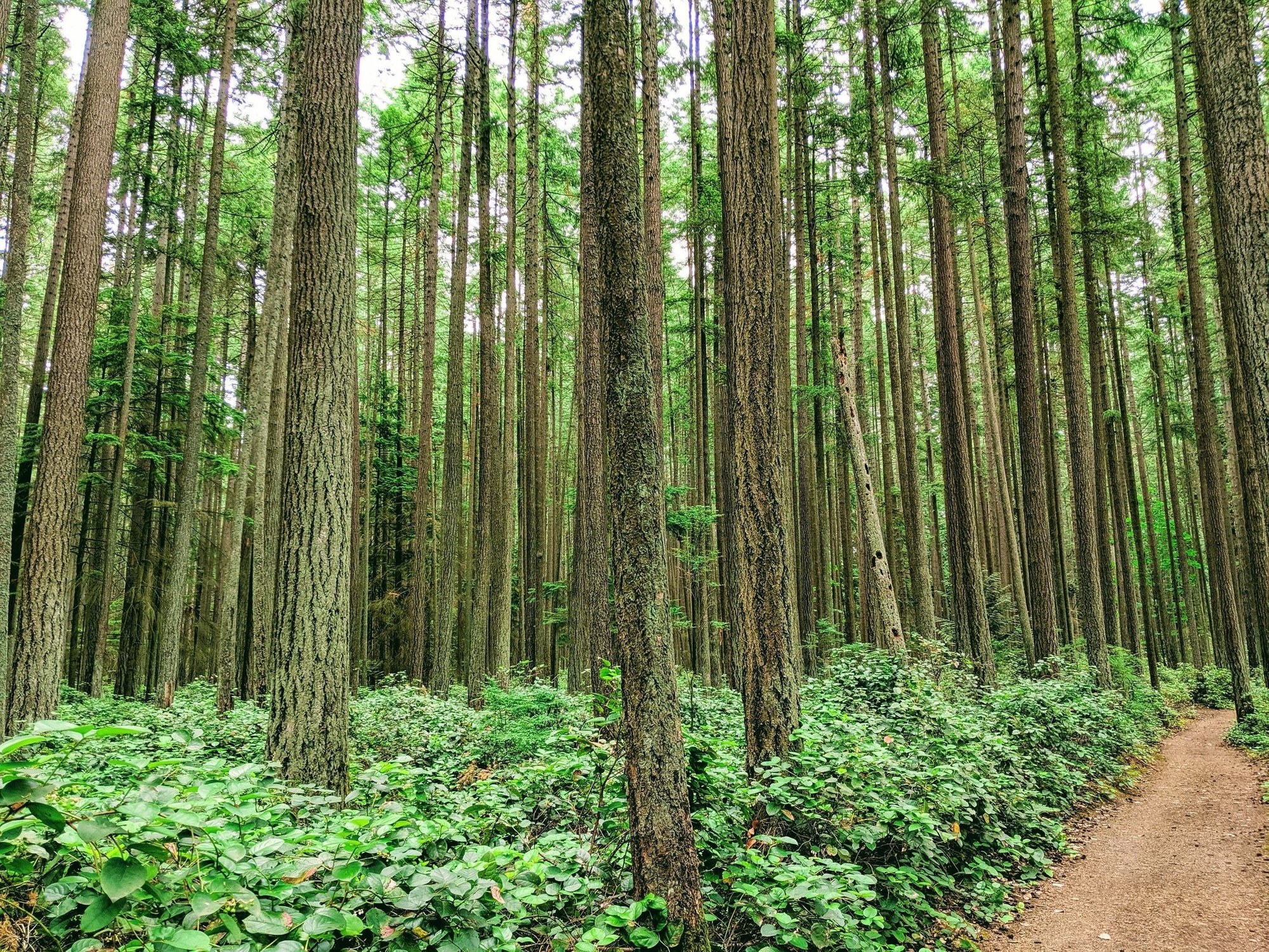 Day Hike - Bridle Trails — The Mountaineers