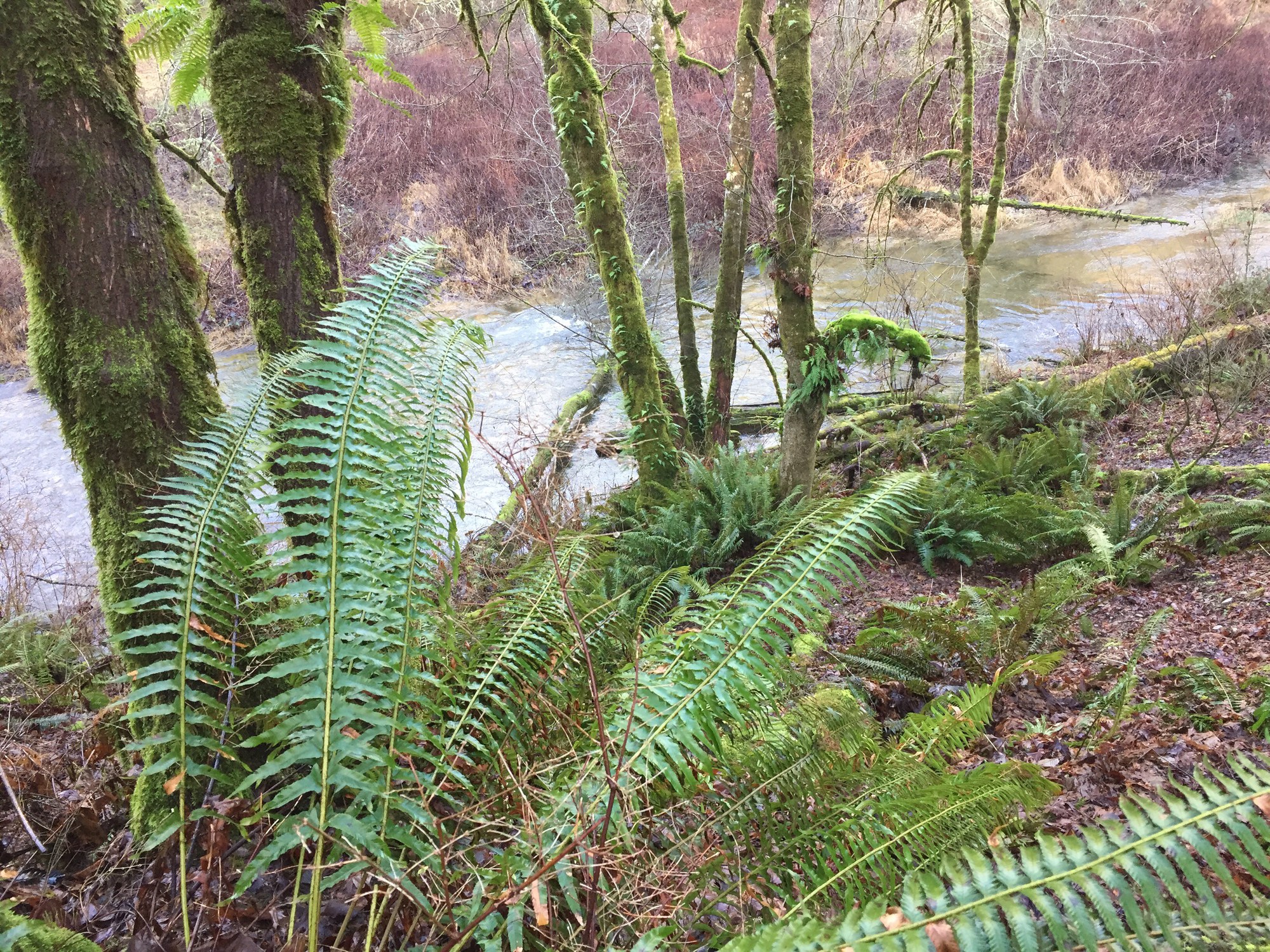 Day Hike - Chambers Creek Canyon — The Mountaineers