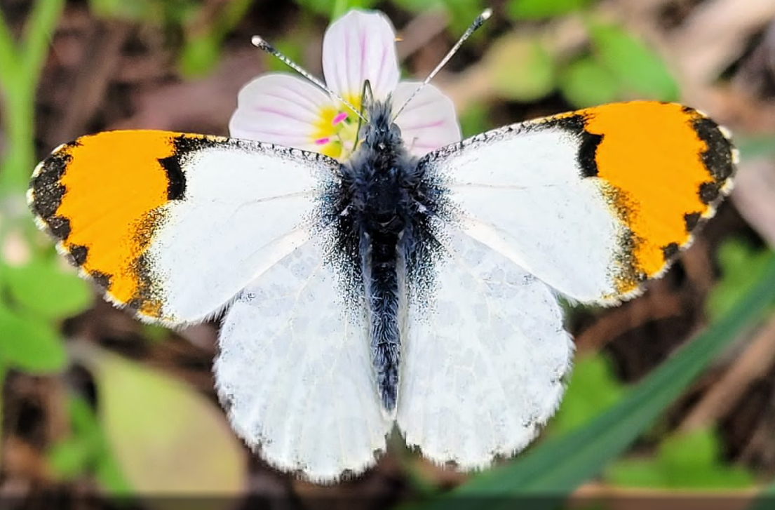 Day Hike - Cle Elum Ridge—Teanaway Ridge — The Mountaineers