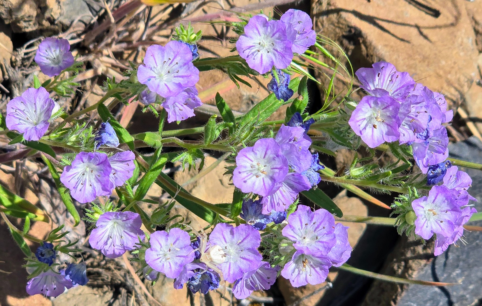 Day Hike - Colockum Wildlife Area — The Mountaineers