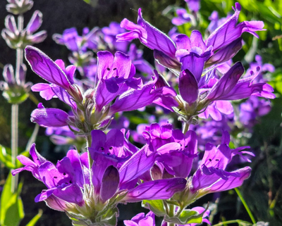 Day Hike - Colockum Wildlife Area — The Mountaineers