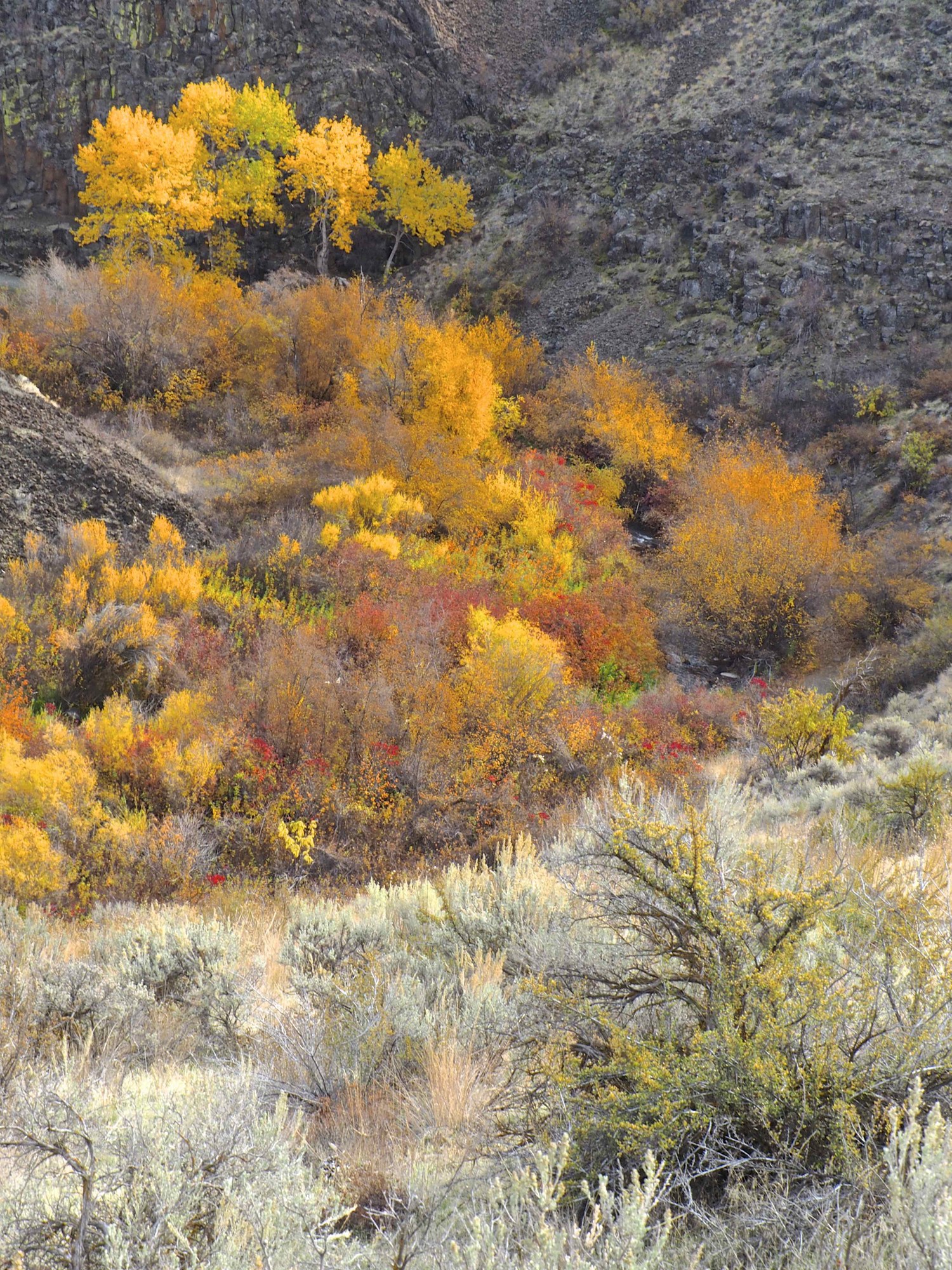 Day Hike - Cowiche Canyon — The Mountaineers