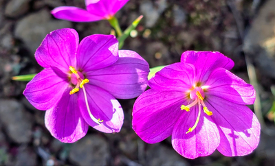 Day Hike - Cowiche Canyon — The Mountaineers