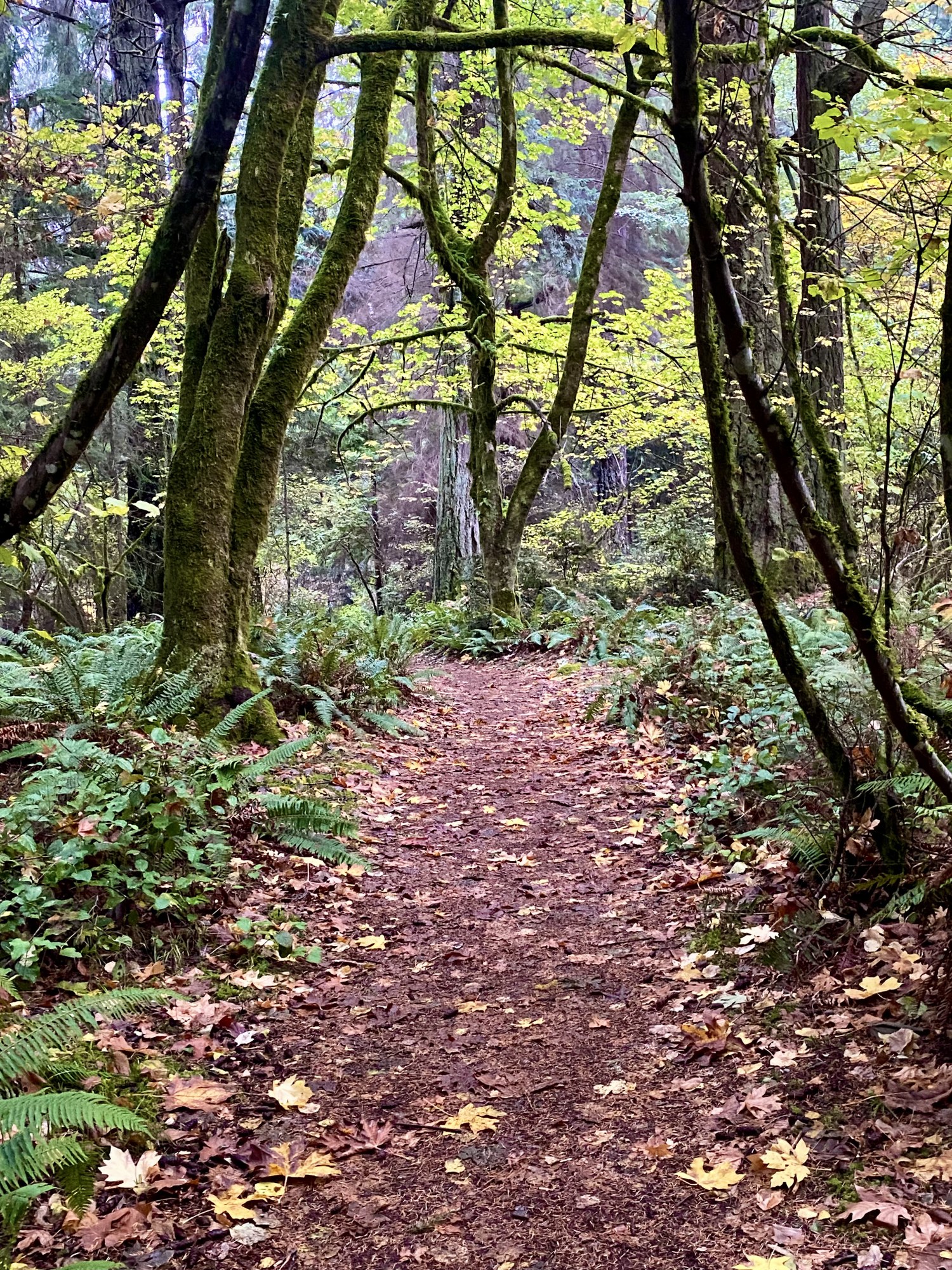 Day Hike - Dash Point State Park — The Mountaineers
