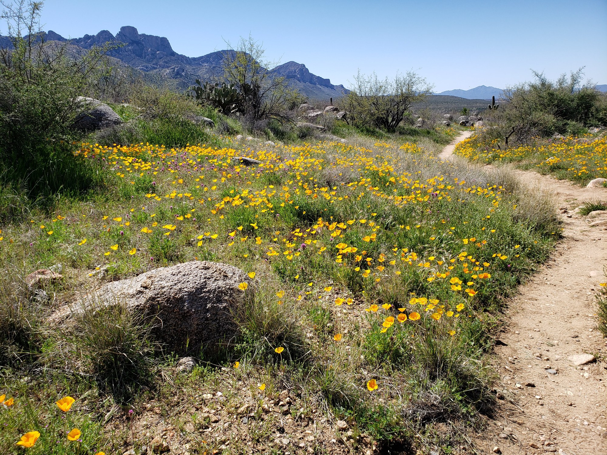 Day Hike - Mountains of Southern Arizona — The Mountaineers