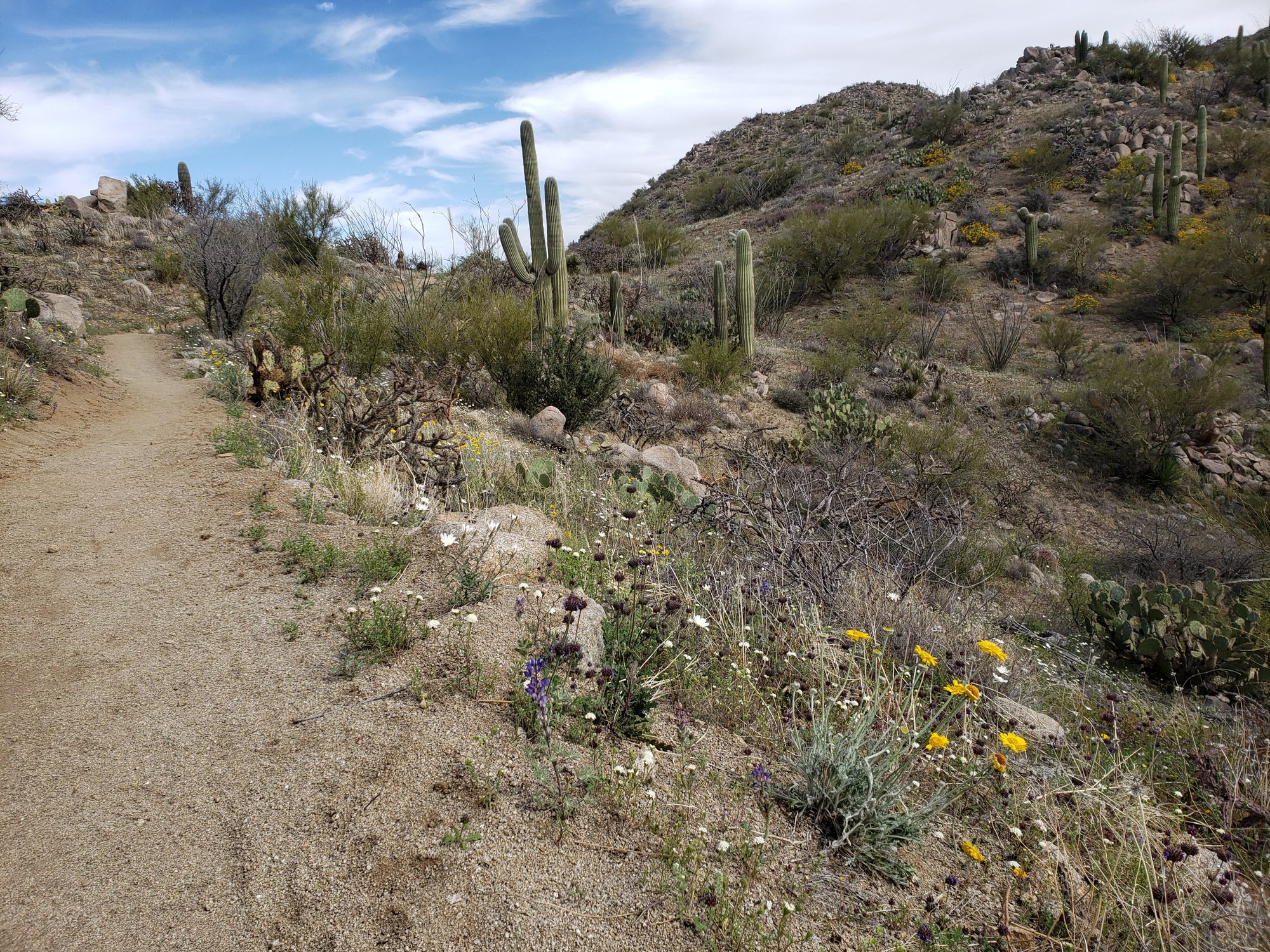 Day Hike - Mountains of Southern Arizona — The Mountaineers