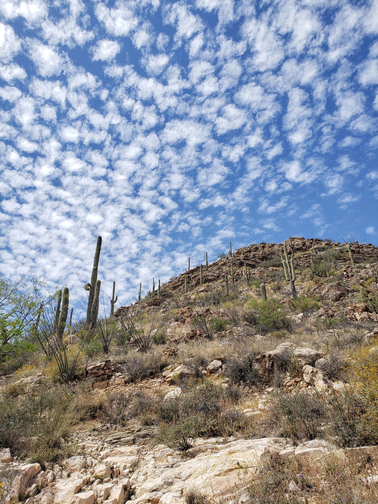 Day Hike - Mountains of Southern Arizona — The Mountaineers
