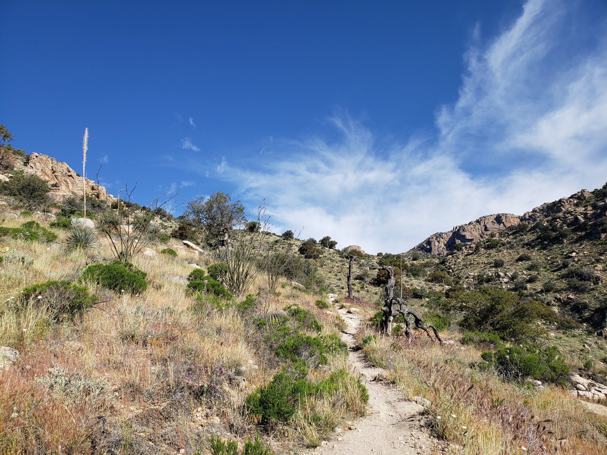 Day Hike - Mountains of Southern Arizona — The Mountaineers