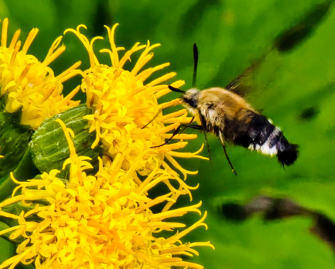 Day Hike - Joe Watt Canyon — The Mountaineers
