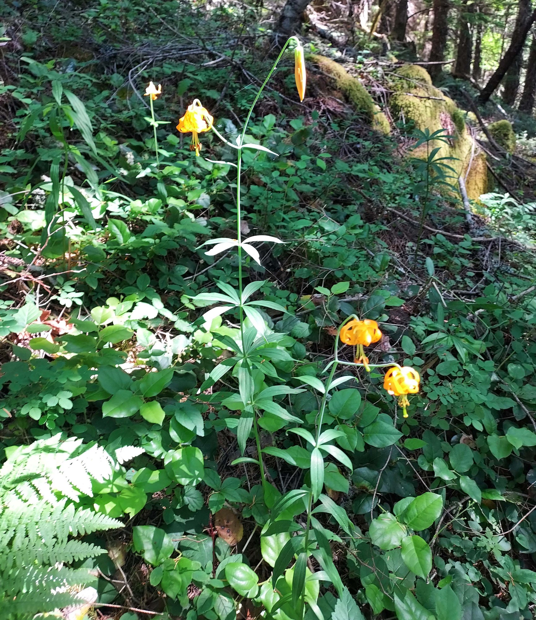 Day Hike - Little Si & Boulder Garden Loop — The Mountaineers