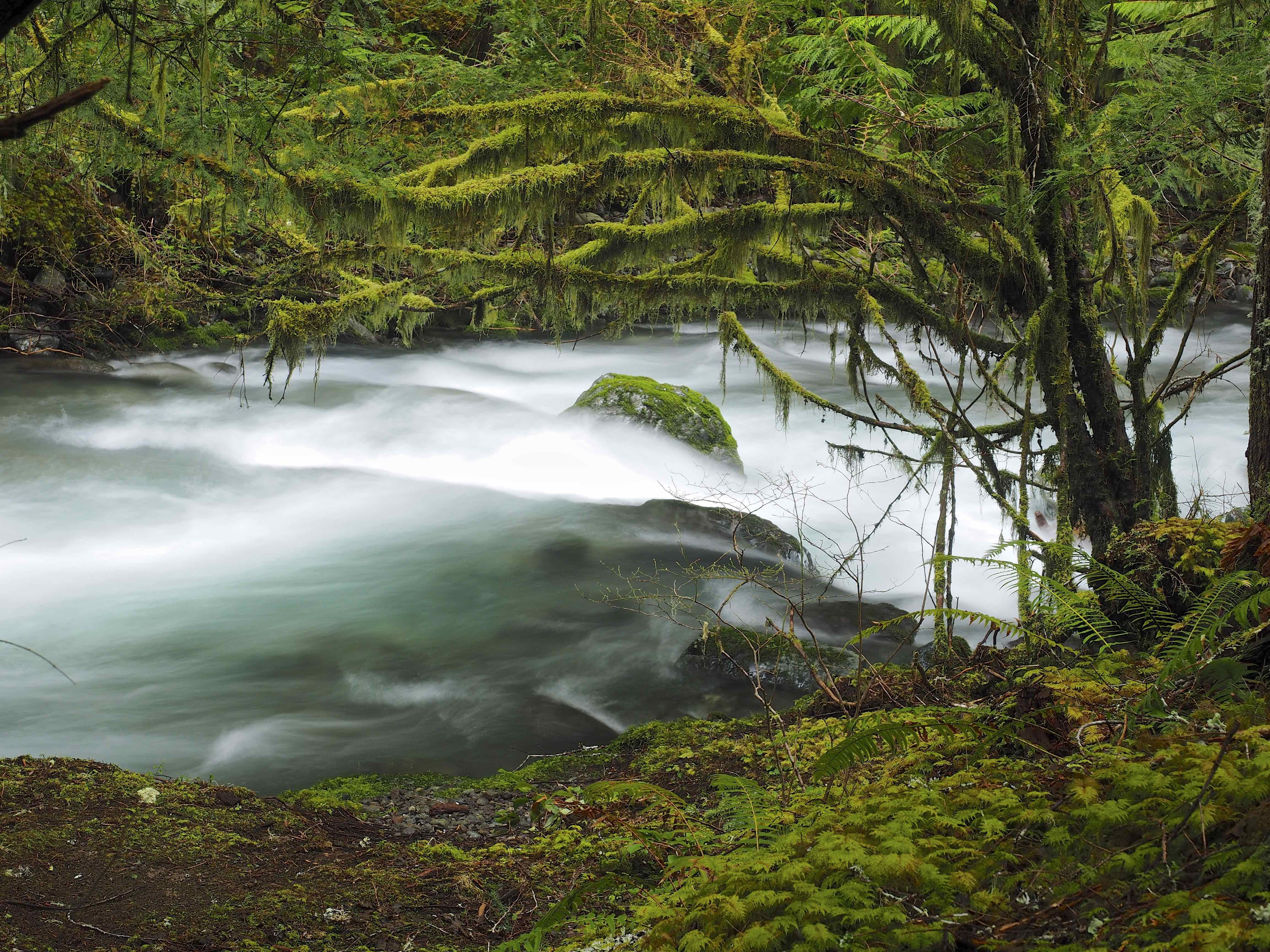 Day Hike - Lower Big Quilcene — The Mountaineers