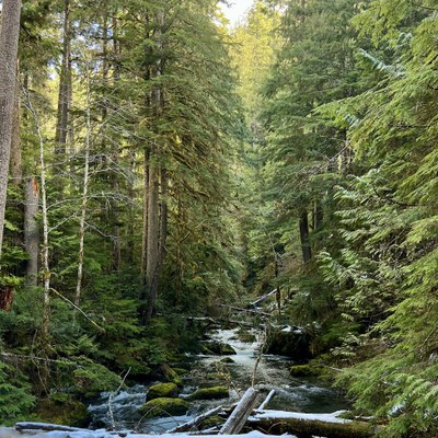 Day Hike - Lower Big Quilcene — The Mountaineers