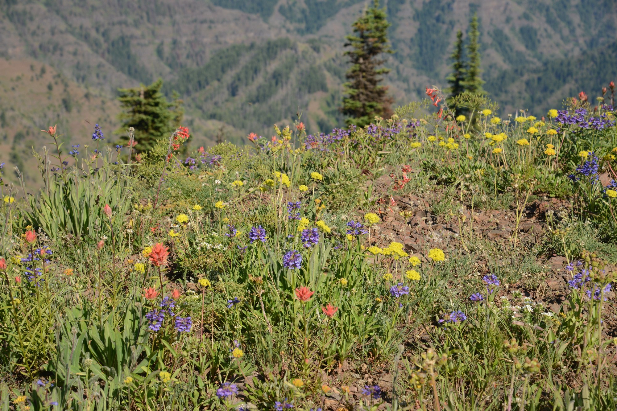 Day Hike - Oregon Butte — The Mountaineers