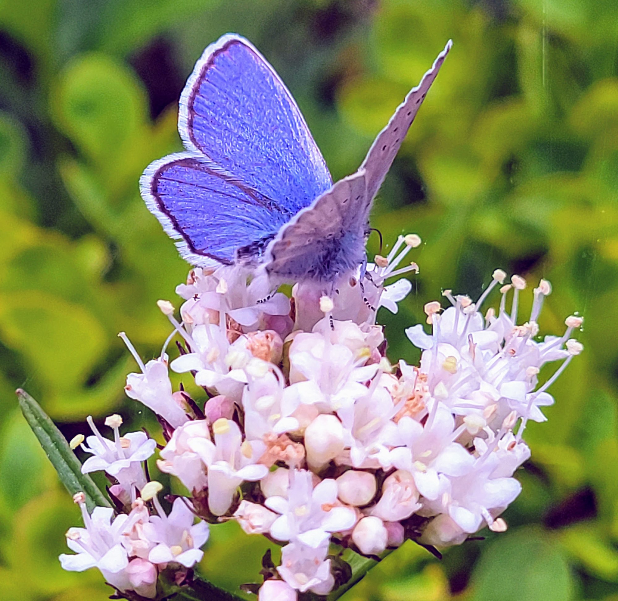 Day Hike - Paradise Area Trails — The Mountaineers