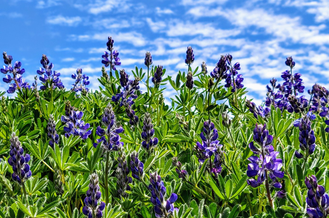 Day Hike - Paradise Area Trails — The Mountaineers