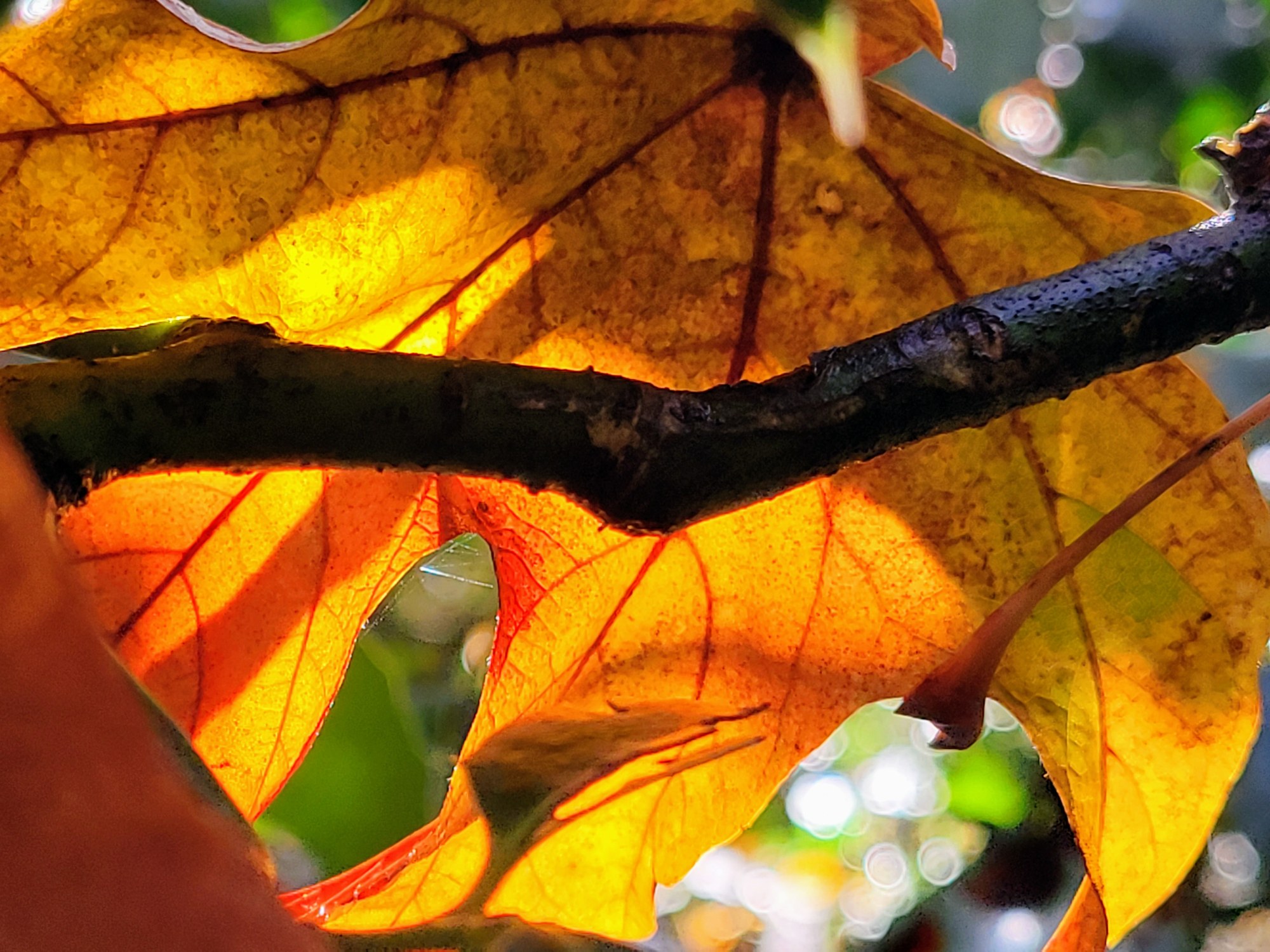 Day Hike - Poo Poo Point — The Mountaineers
