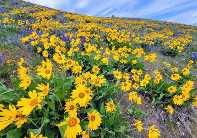 Day Hike - Sage Hills Trails — The Mountaineers