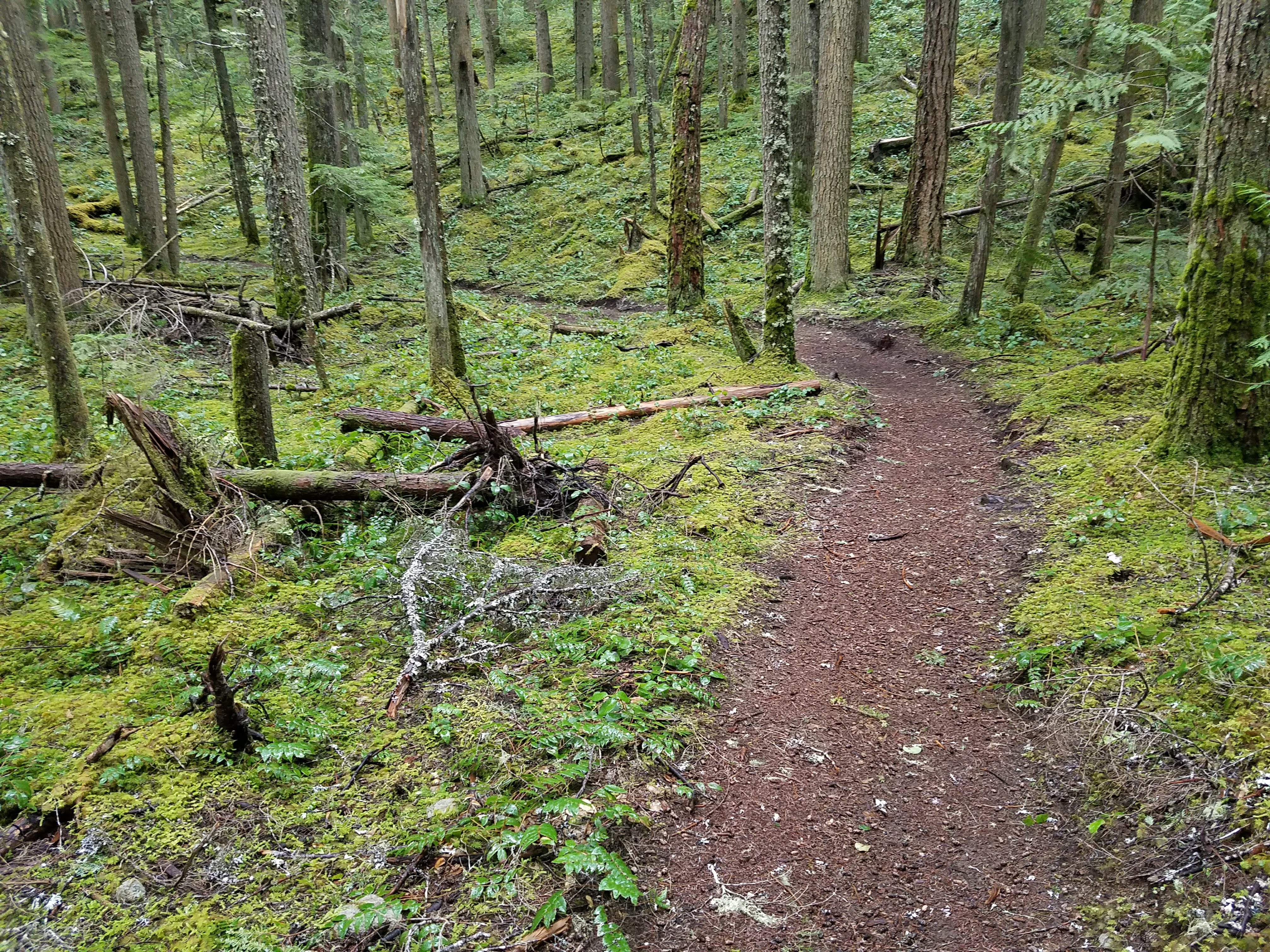 Day Hike - Skookum Flats — The Mountaineers
