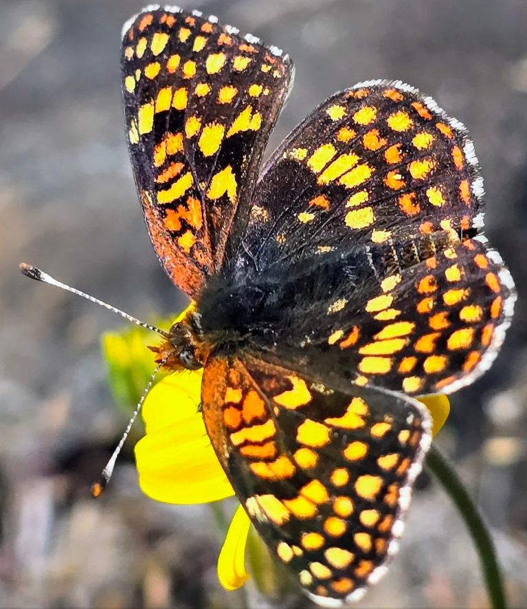 Day Hike - Snow Mountain Ranch — The Mountaineers
