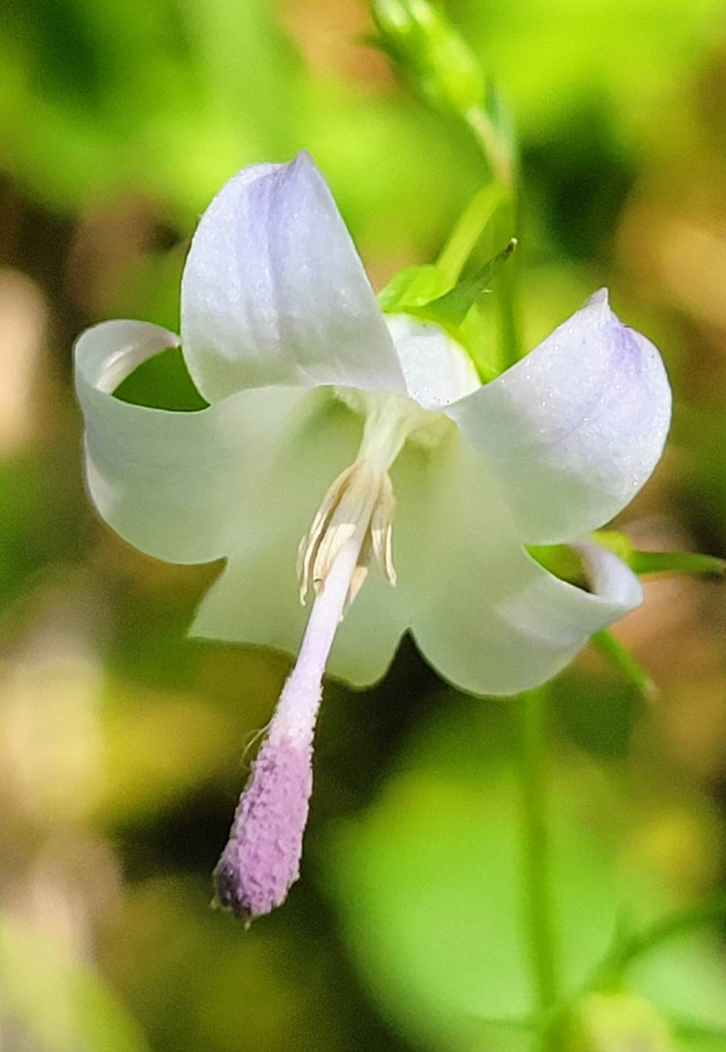 Day Hike - Tiger Mountain Lowlands — The Mountaineers