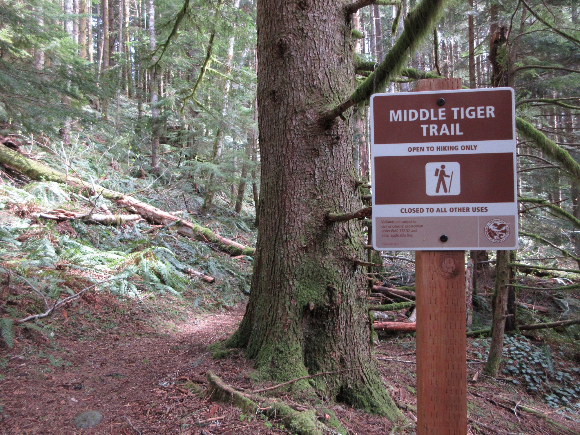 Day Hike - Tiger Mountain Trail — The Mountaineers
