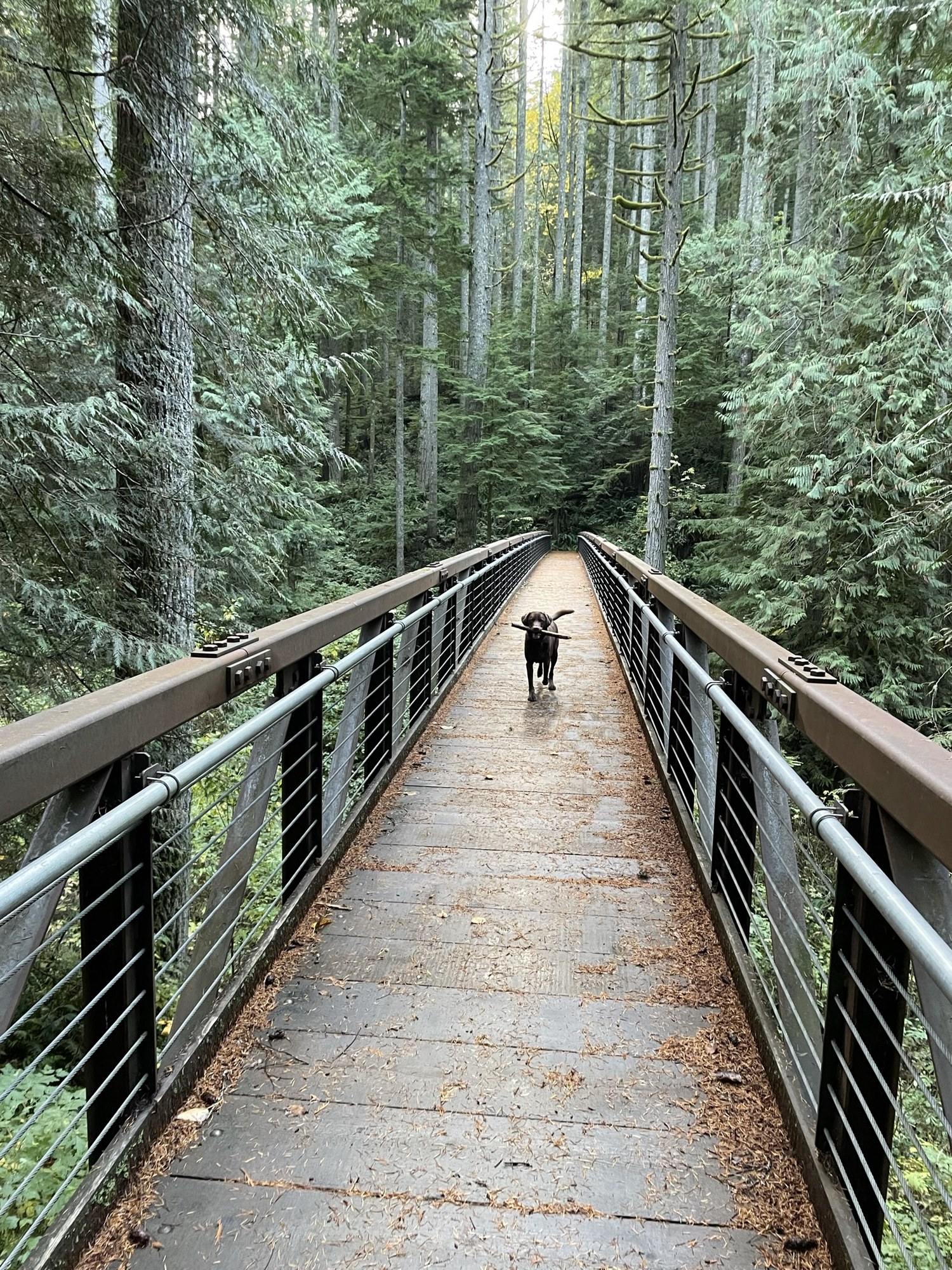 Day Hike - Tiger Mountain Trail — The Mountaineers