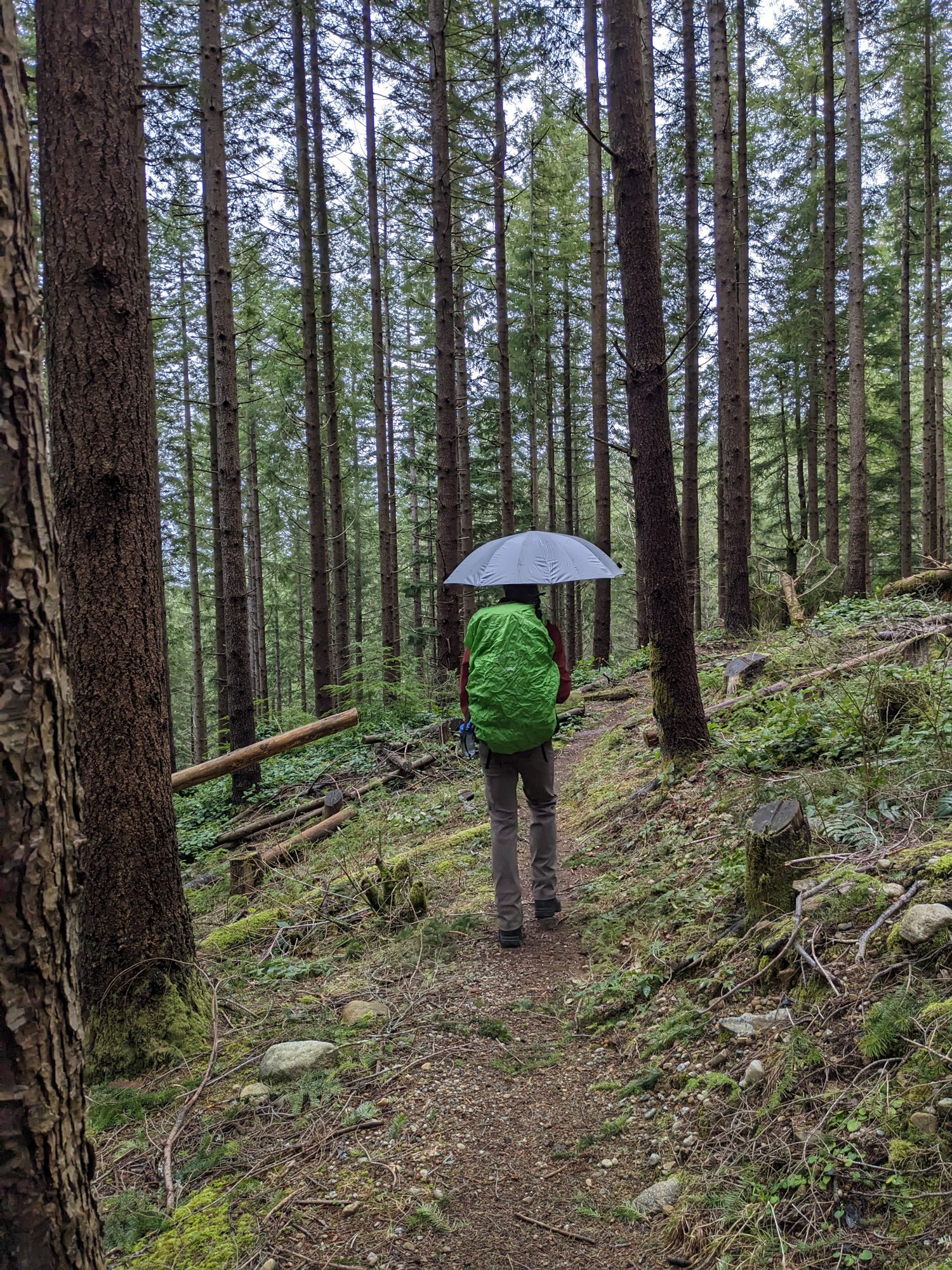 Day Hike - Tiger Mountain Trail — The Mountaineers