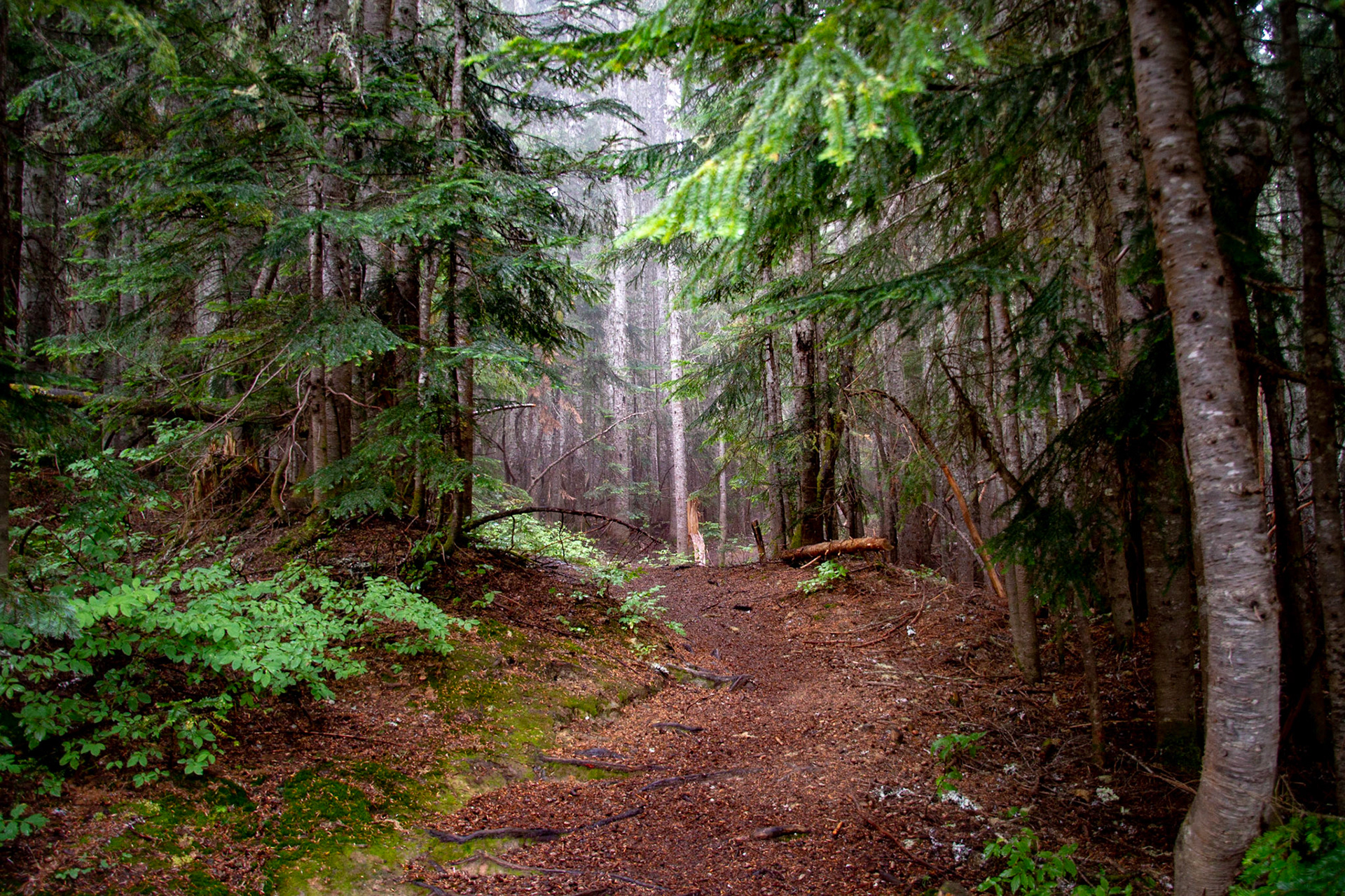 Day Hike - Tonga Ridge (winter) — The Mountaineers