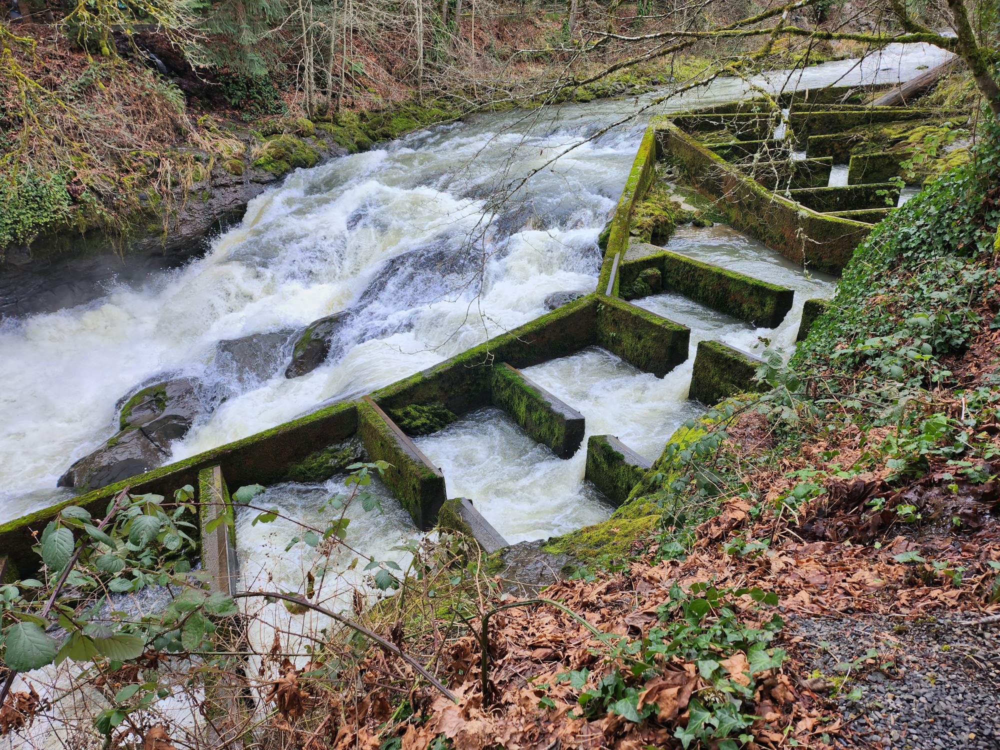 Day Hike - Tumwater Historical Park — The Mountaineers