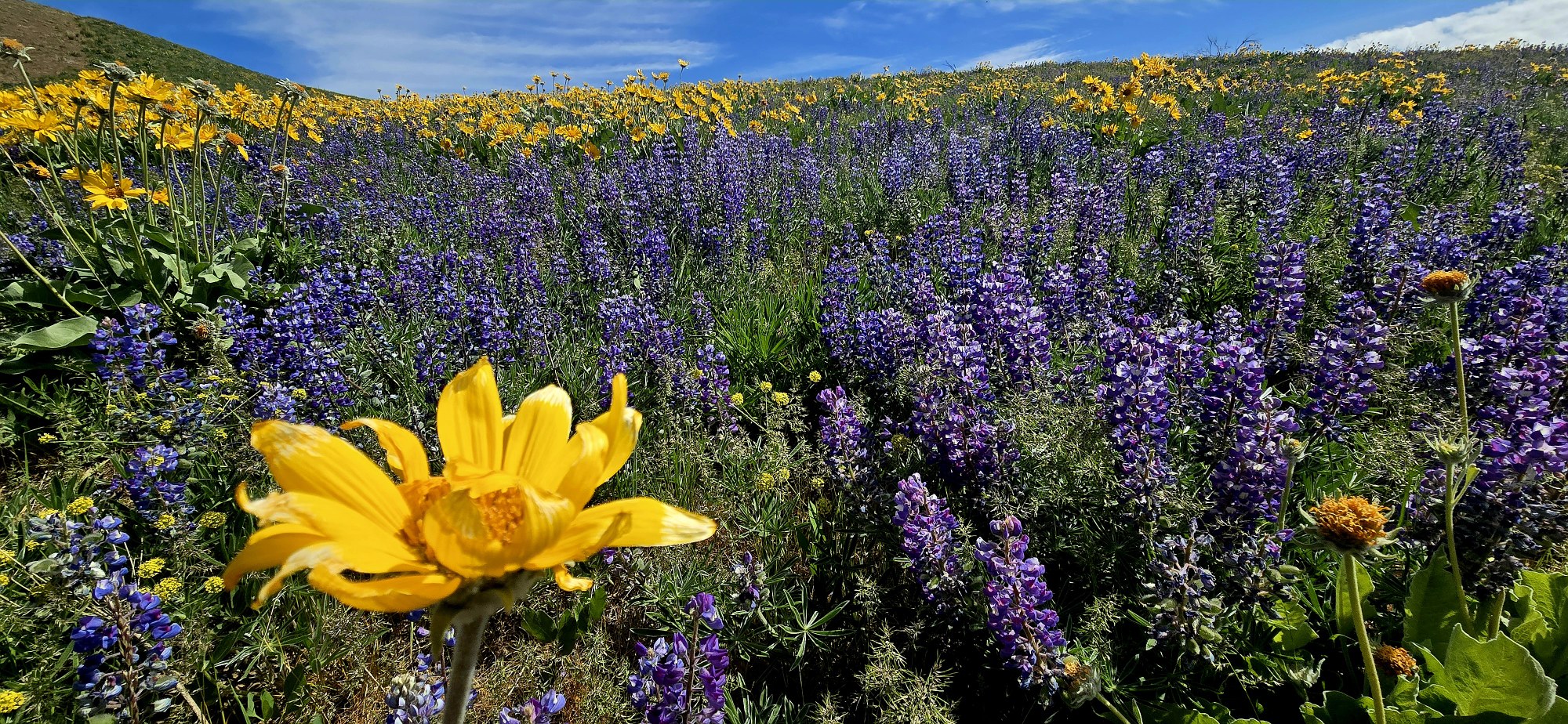 Day Hike - Wenatchee Foothills Trails — The Mountaineers