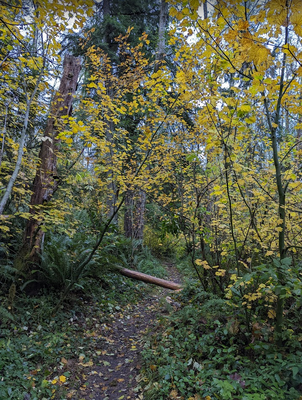 Frontcountry Trail Run - Cougar Mountain: Red Town Trailhead — The ...