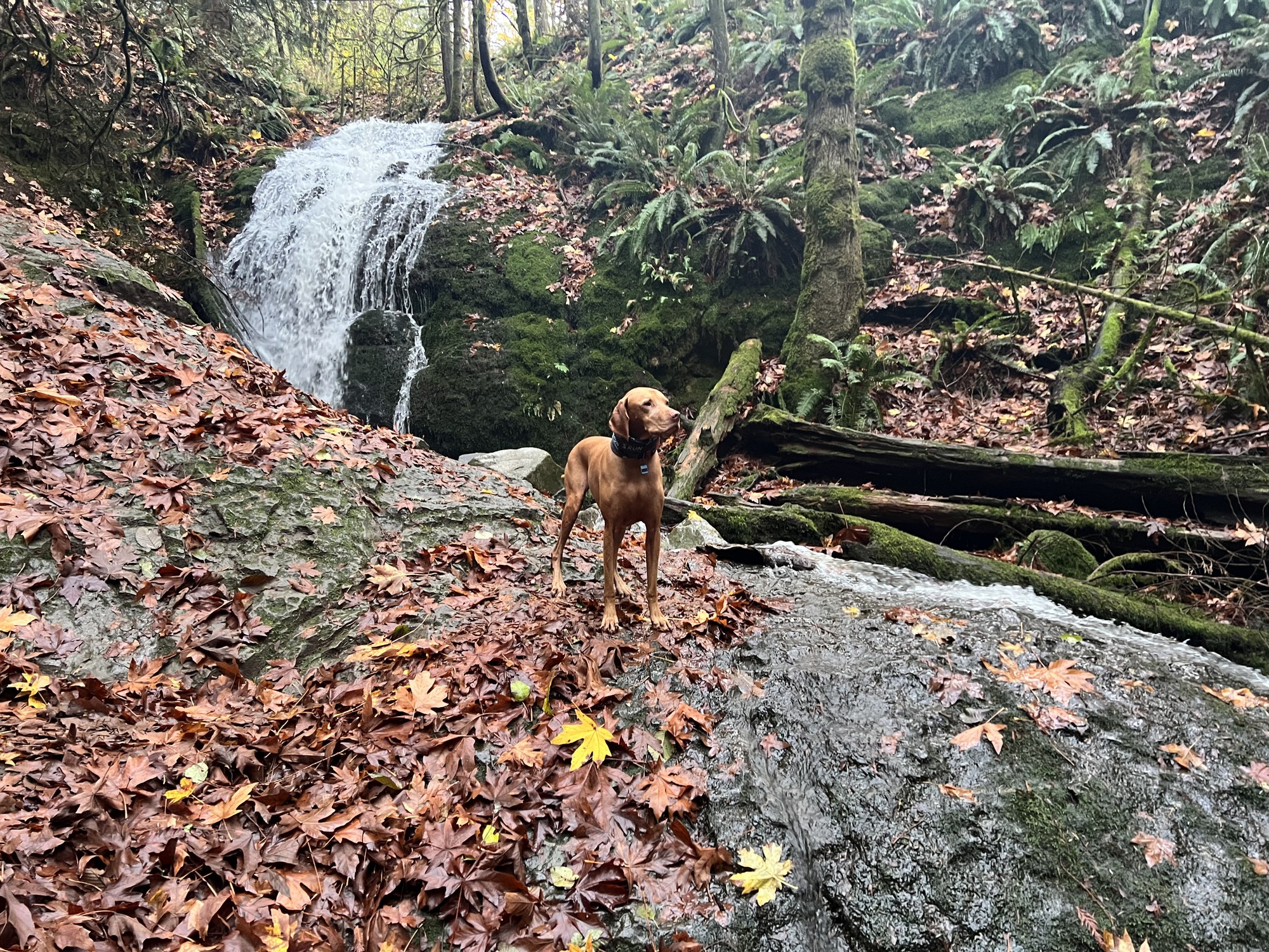 Frontcountry Trail Run - Cougar Mountain: Red Town Trailhead — The ...