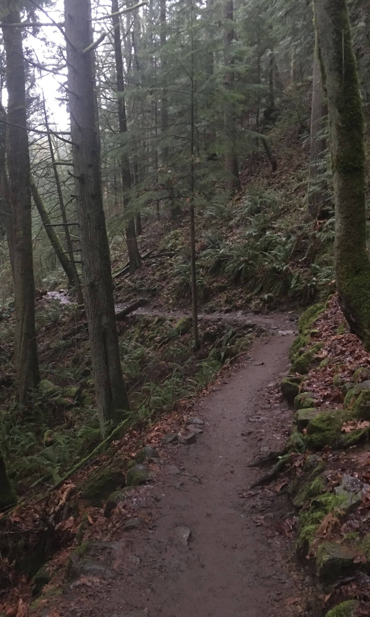 Frontcountry Trail Run - Poo Poo Point via Chirico Trail — The Mountaineers