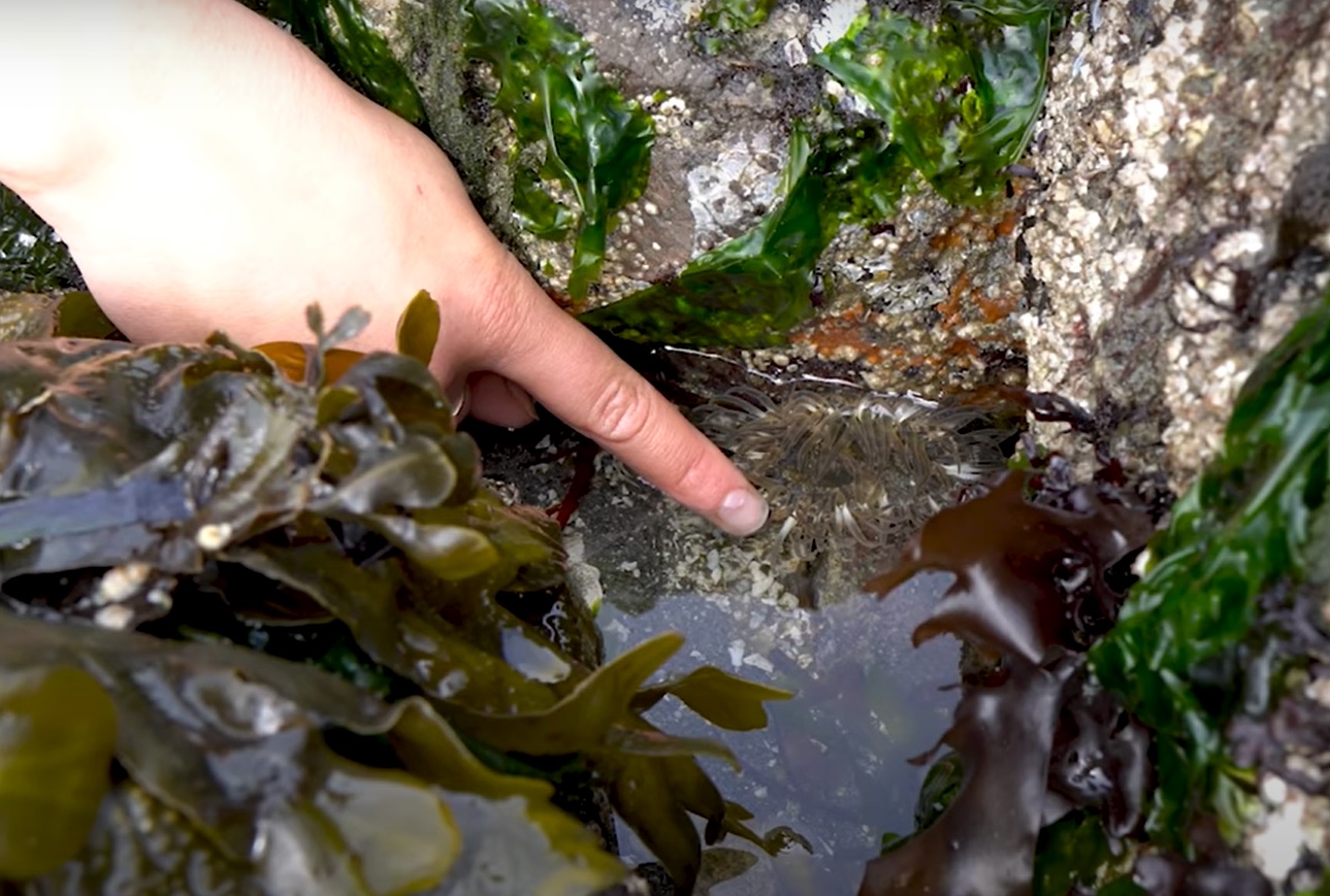 Naturalist Trip - Alki Point — The Mountaineers