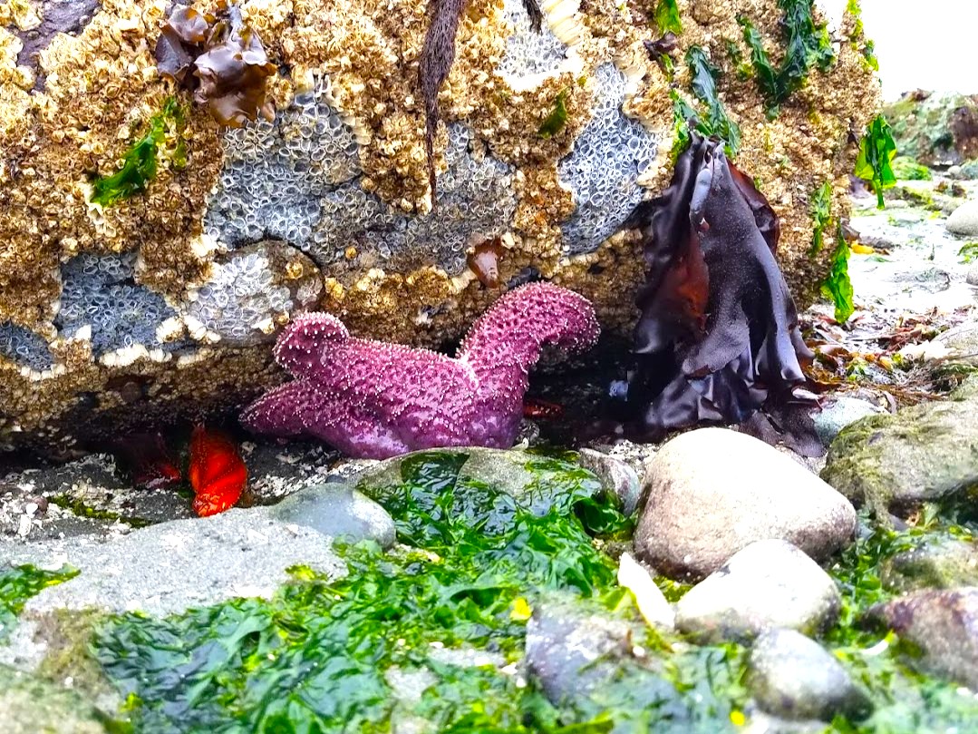 Naturalist Trip - Alki Point — The Mountaineers