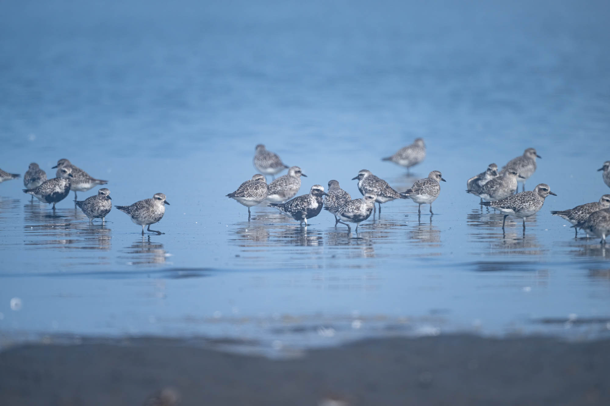 Naturalist Trip - Bottle Beach State Park — The Mountaineers