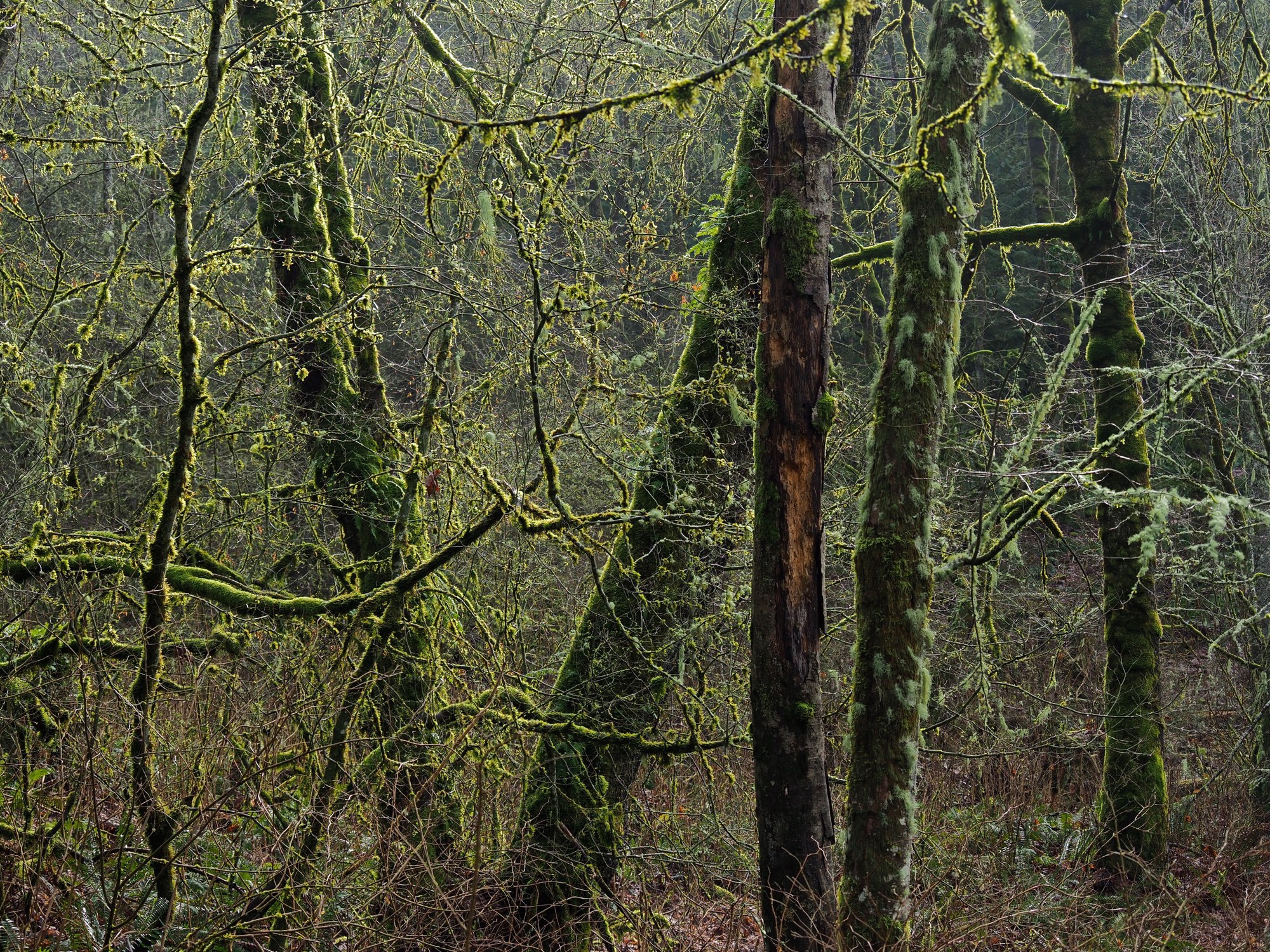 Naturalist Trip - Cougar Mountain: Jim Whittaker Wilderness Peak ...