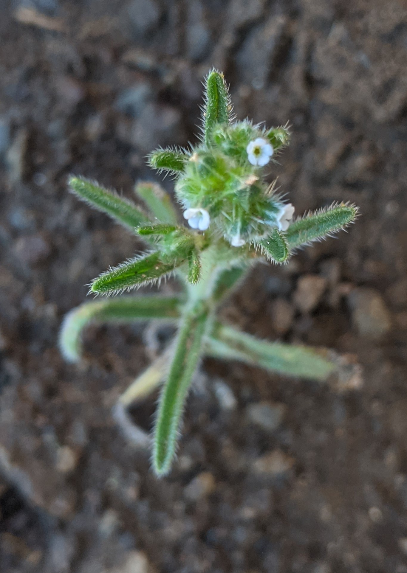 Naturalist Trip - Echo Basin — The Mountaineers